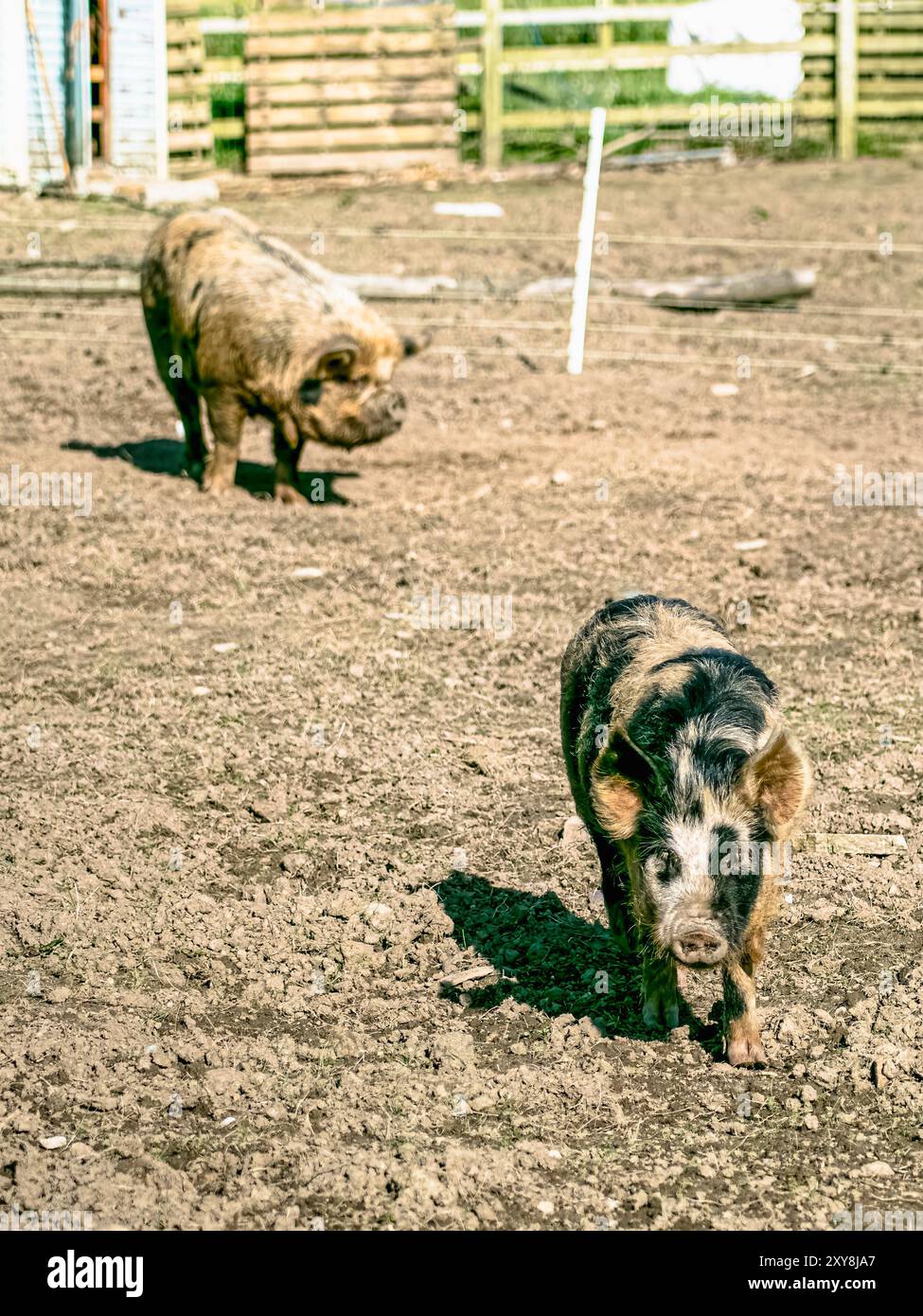 Two pigs are in an open, dirt field. The pig in the foreground is black ...
