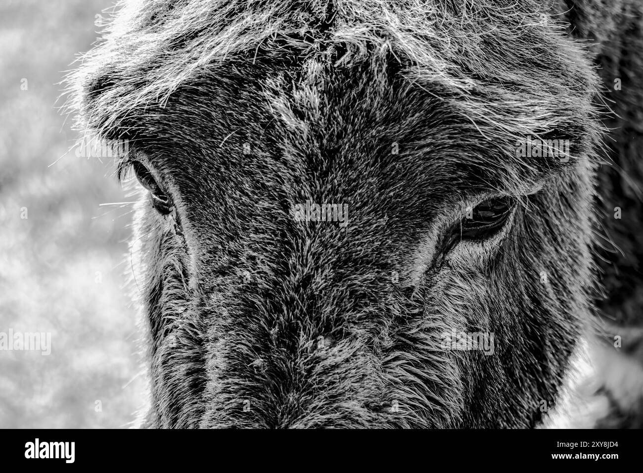 A close-up black and white image of a donkey's face, showing its eye ...