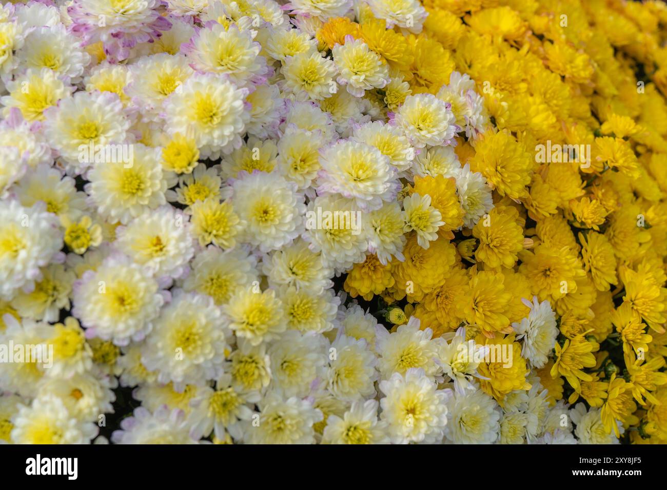 Bright yellow and white mums on display at Farmer's Market in rural ...