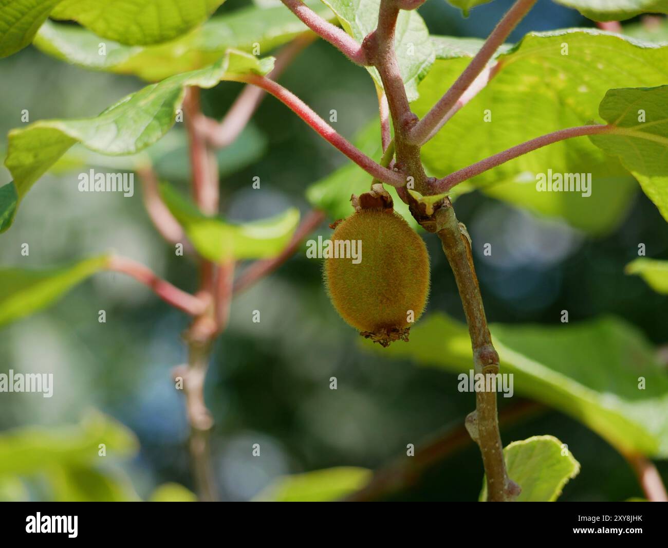 Kiwi fruit growing hi-res stock photography and images - Alamy