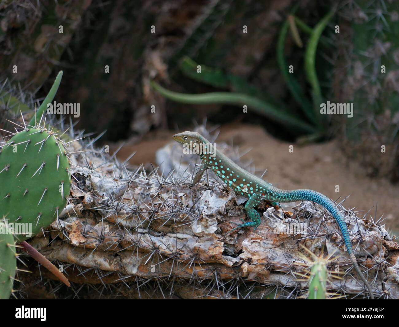 Blue lizard hi-res stock photography and images - Alamy