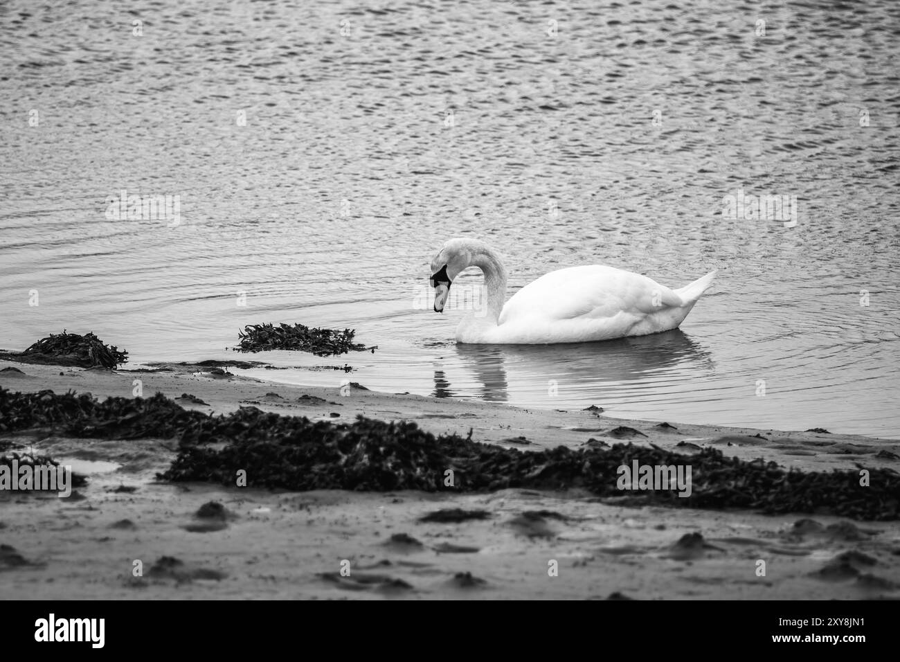 A white swan floats on the surface of a body of water. Its neck is ...