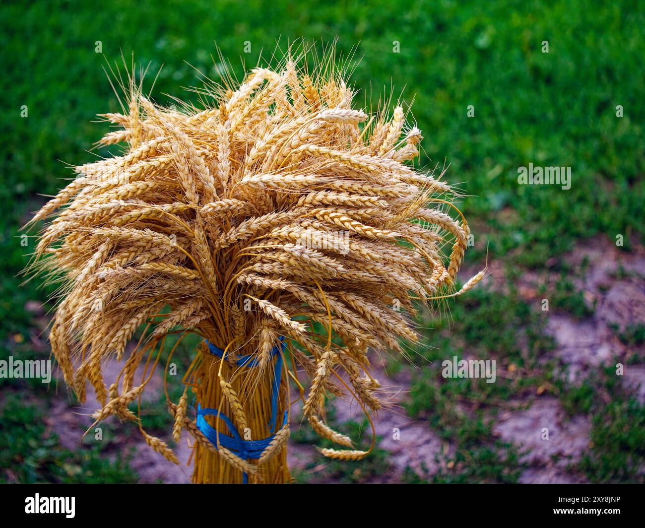 An abundance of agricultural produce hi-res stock photography and ...