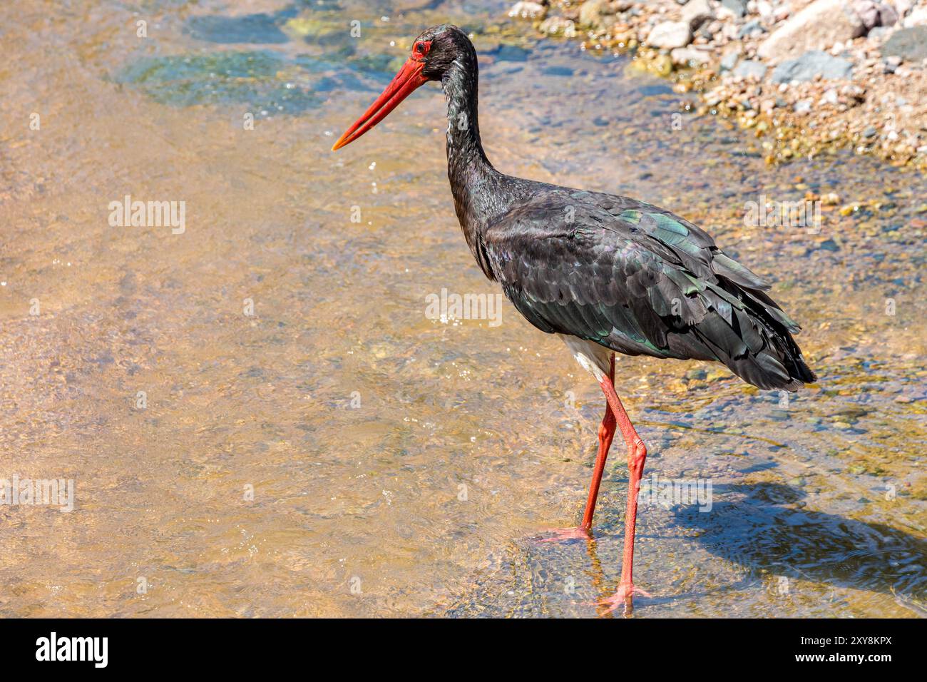 South Africa, Kruger National Park, Black Stork (Ciconia nigra Stock ...