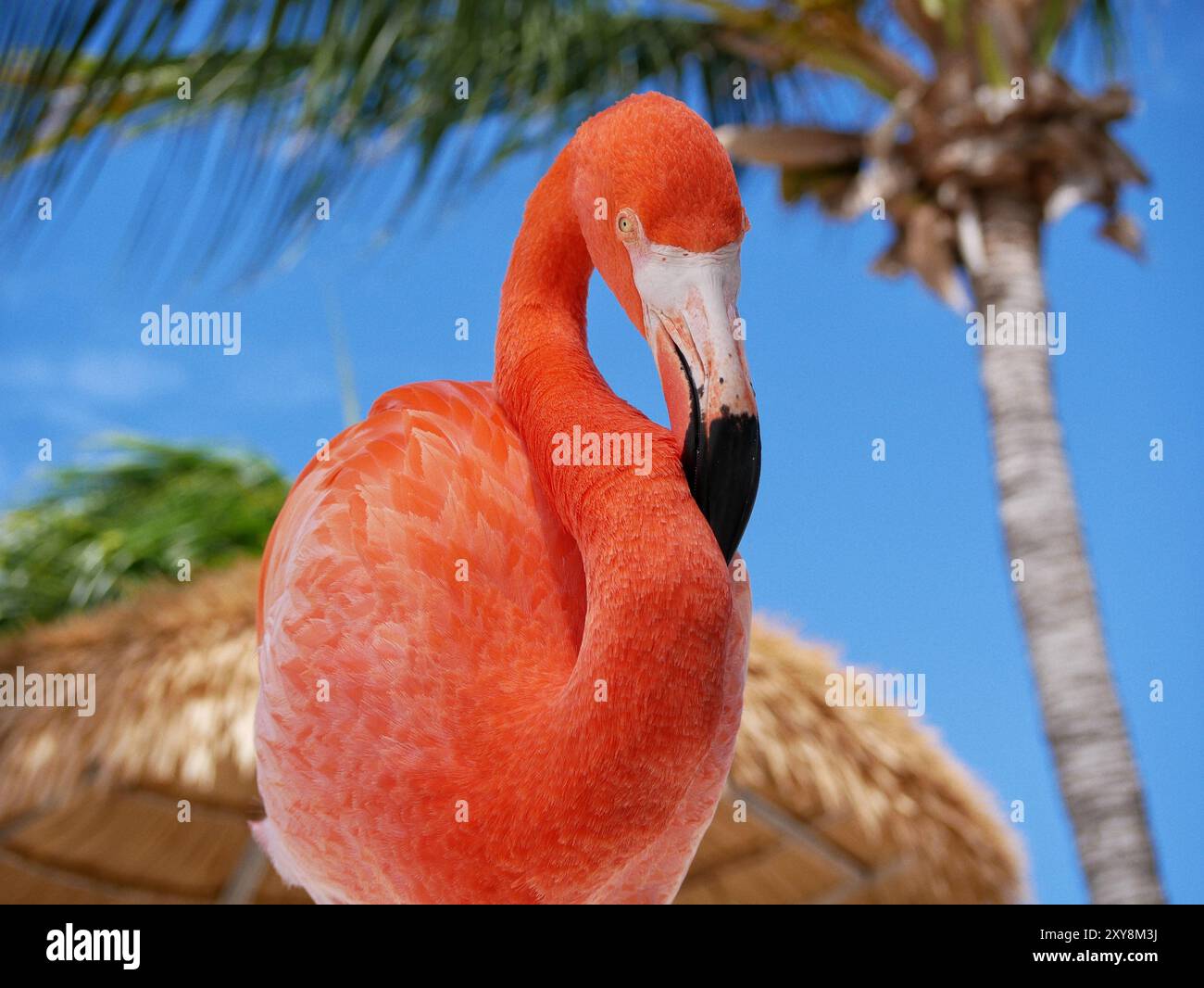 Flamingo habitat in the caribbean hi-res stock photography and images ...