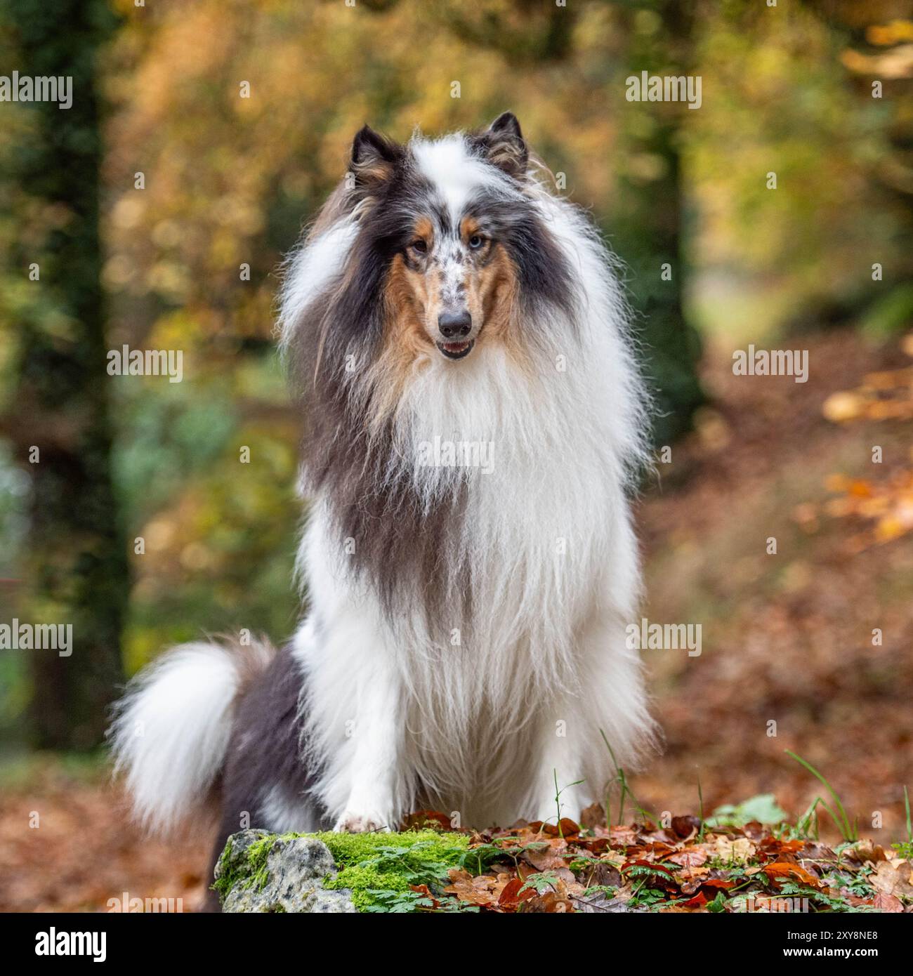 Blurred bacckground hi-res stock photography and images - Alamy