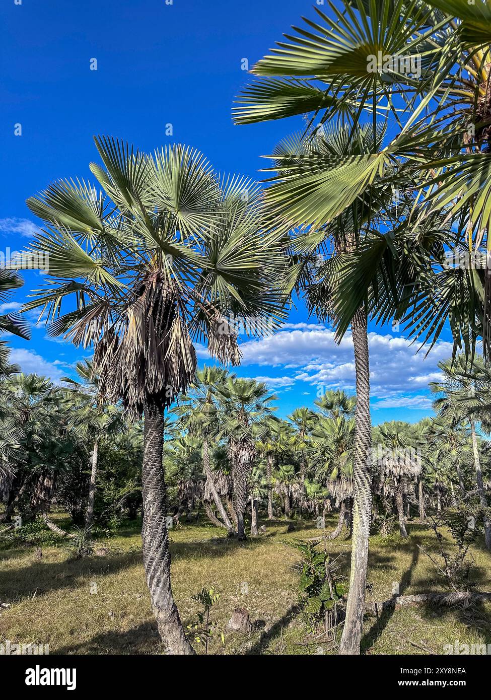 The carnaúba, also known as carnaubeira and carnaíba, is a palm tree ...