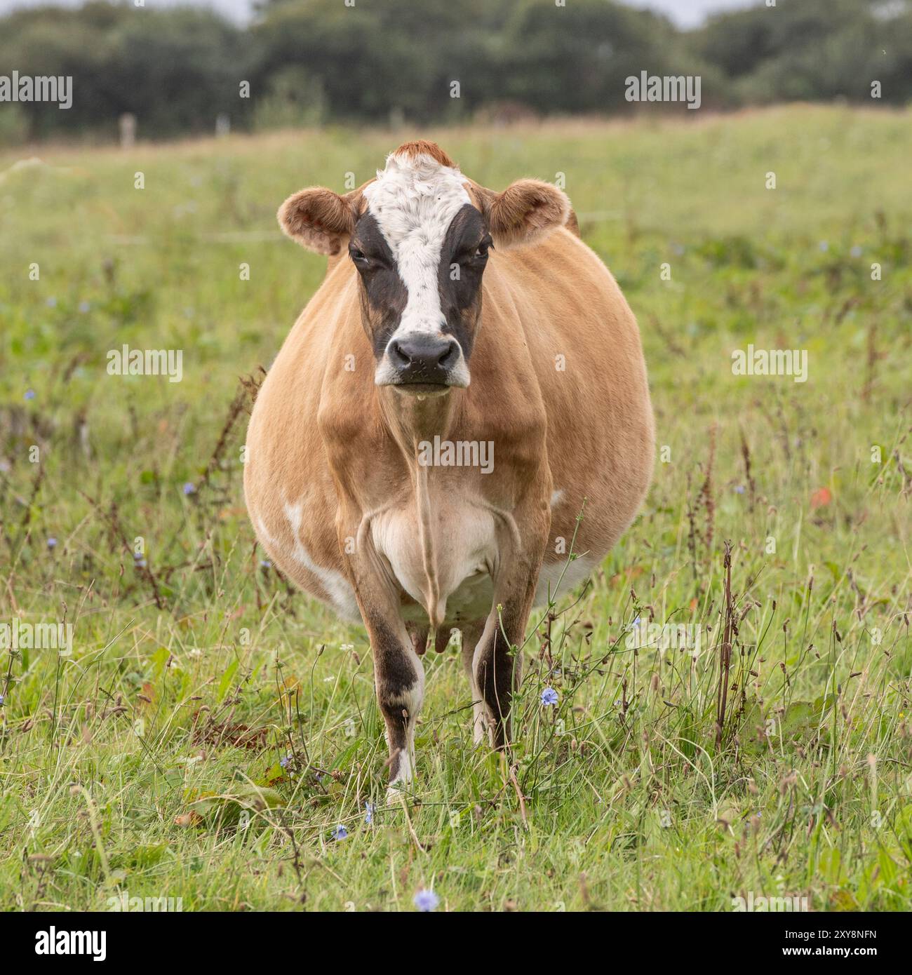 Pregnant cow hi-res stock photography and images - Alamy