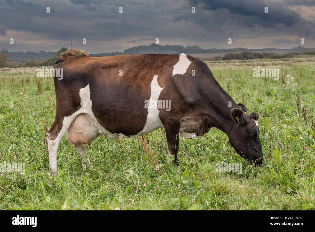 dairy cow in a field gazing Stock Photo - Alamy