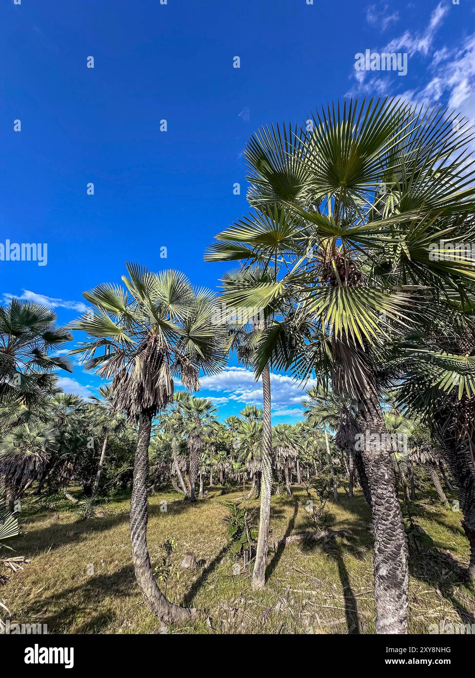 The carnaúba, also known as carnaubeira and carnaíba, is a palm tree ...