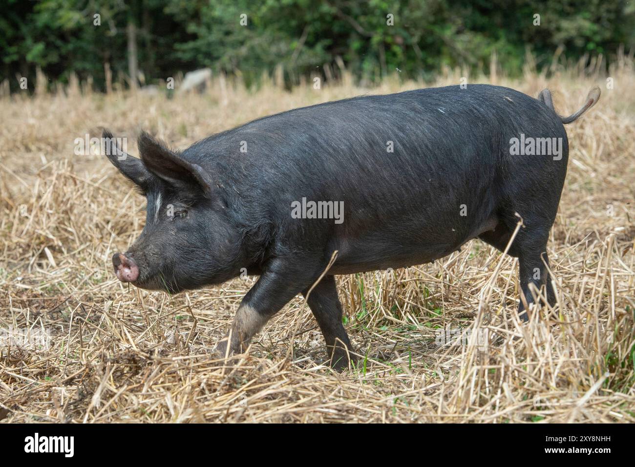 Weaner pigs hi-res stock photography and images - Alamy