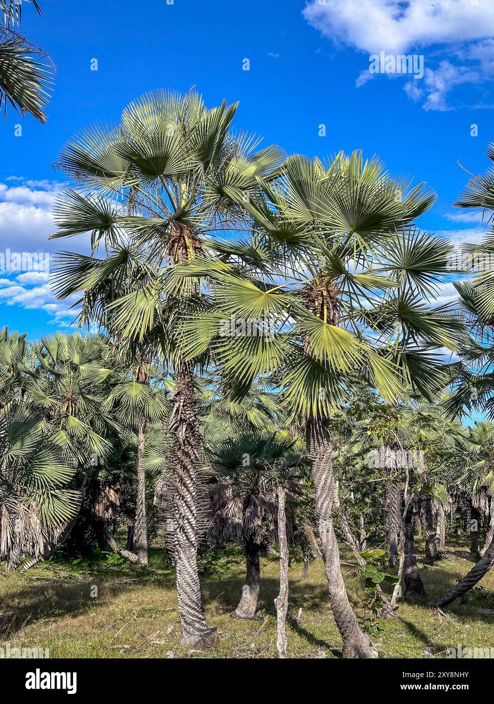 The carnaúba, also known as carnaubeira and carnaíba, is a palm tree ...