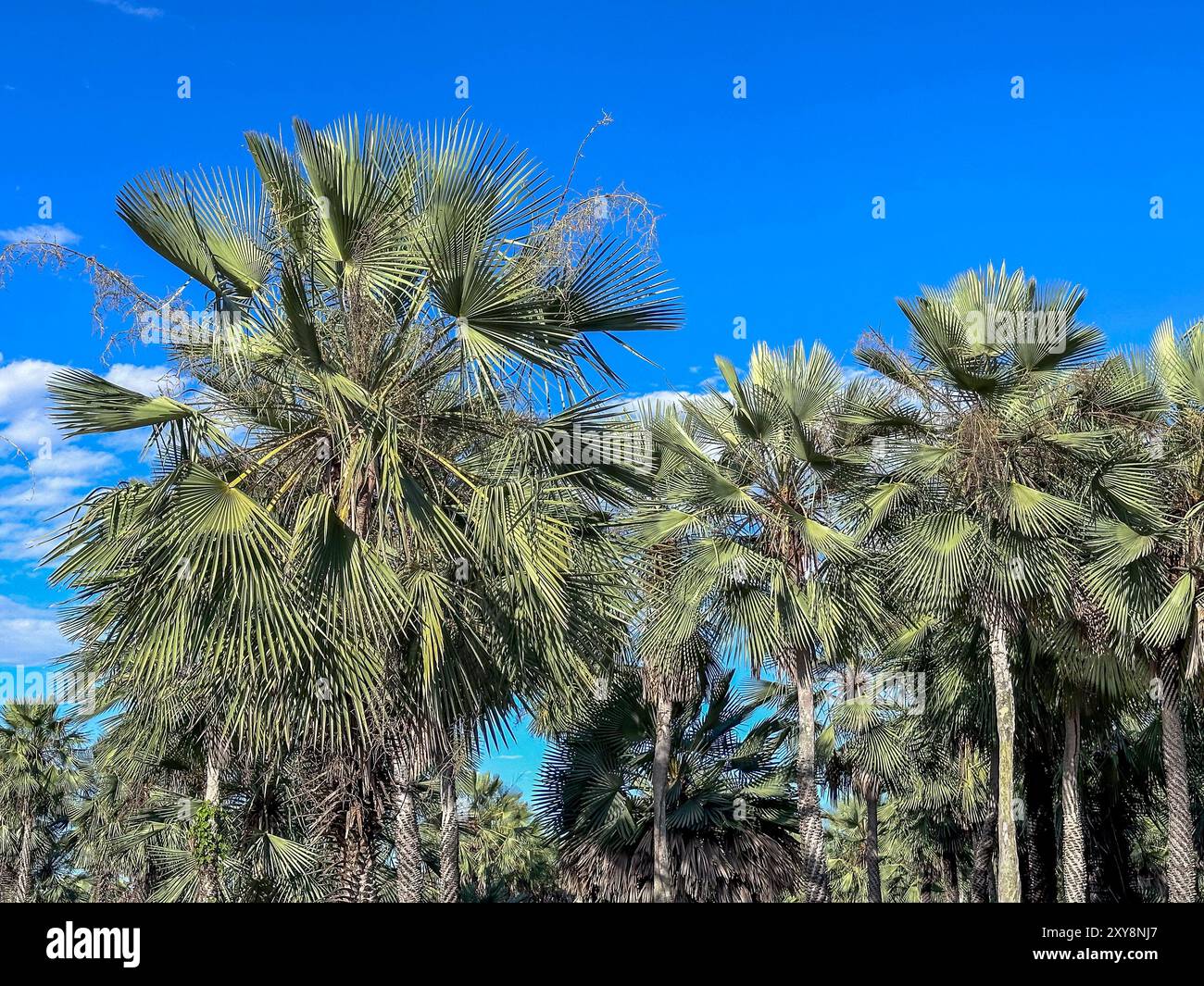 The carnaúba, also known as carnaubeira and carnaíba, is a palm tree ...
