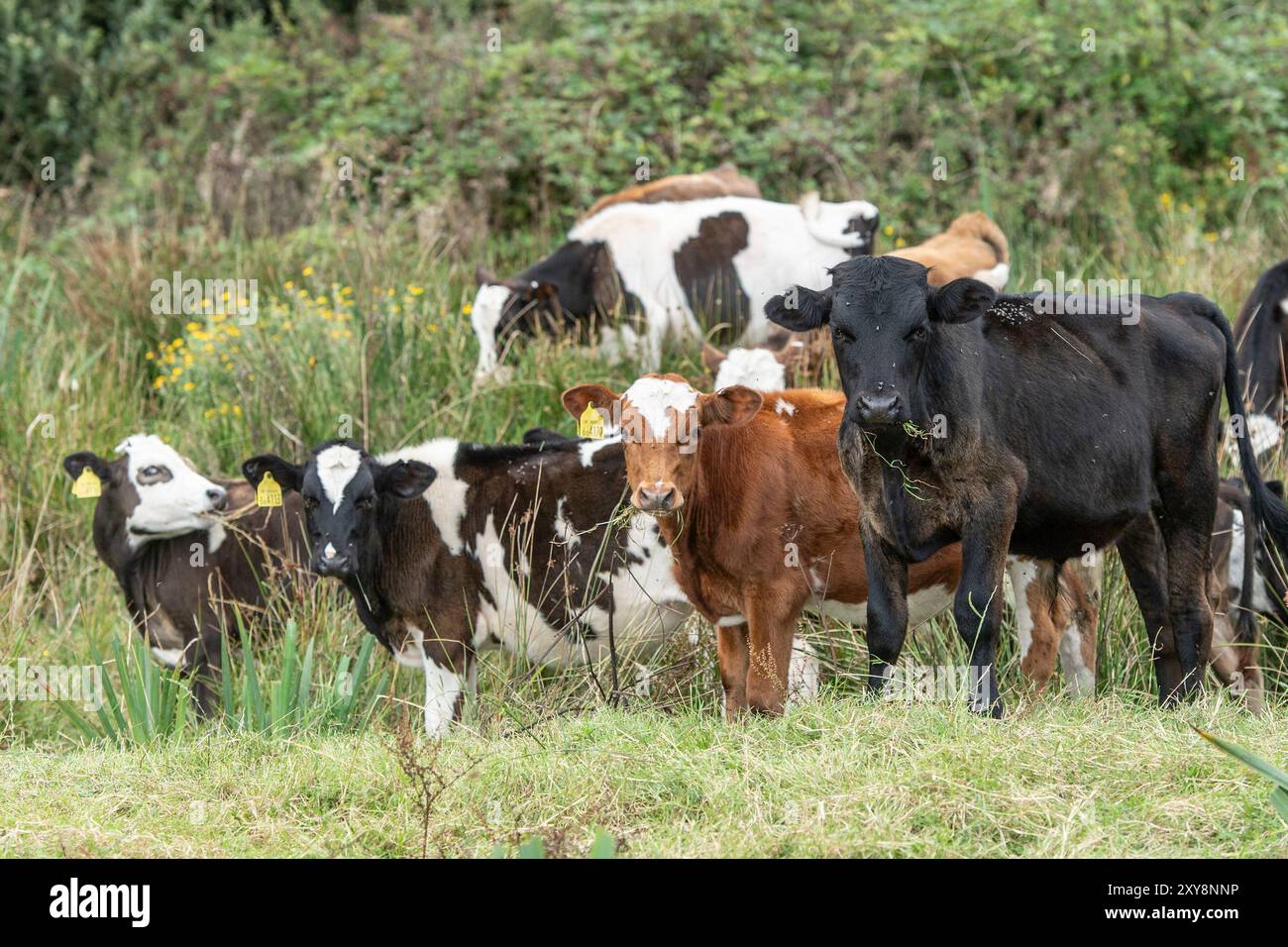mixed bull calves in rough pasture Stock Photo - Alamy