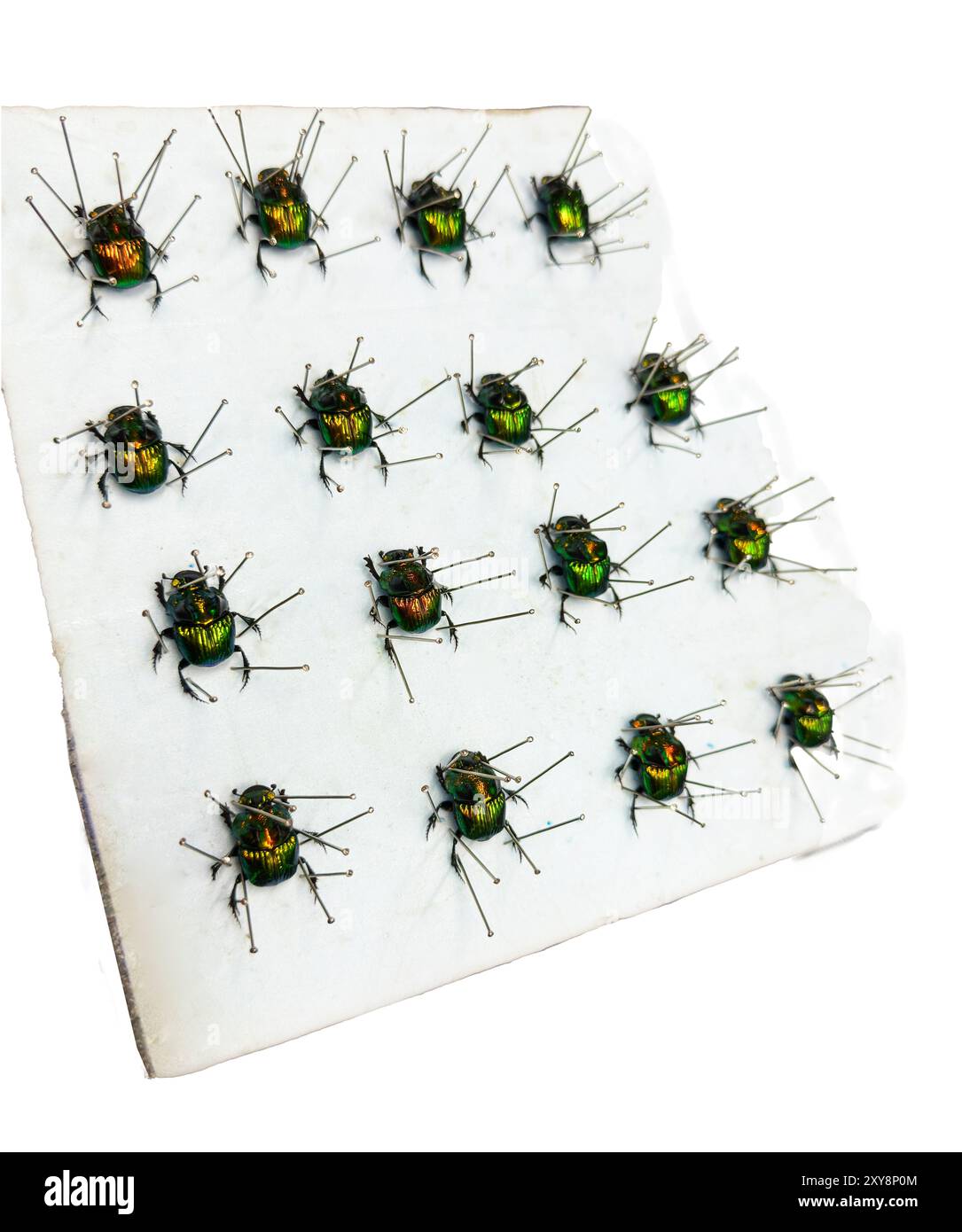 See dung beetles at the taxidermy laid out for display using pins & a ...