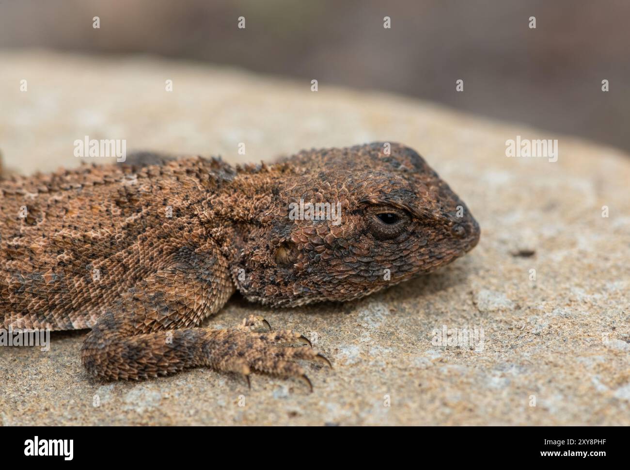 Cute Eastern Ground Agama (Agama aculeata distanti) on a rock in a ...