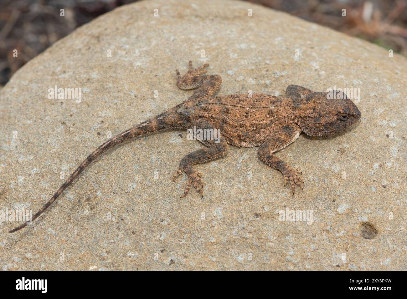 Cute Eastern Ground Agama (Agama aculeata distanti) on a rock in a ...