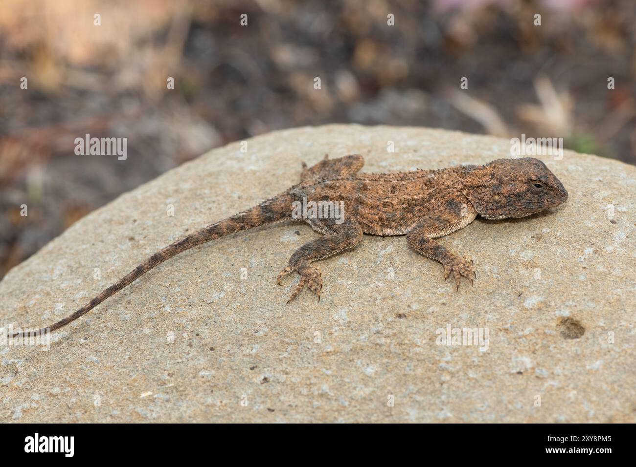 Cute Eastern Ground Agama (Agama aculeata distanti) on a rock in a ...