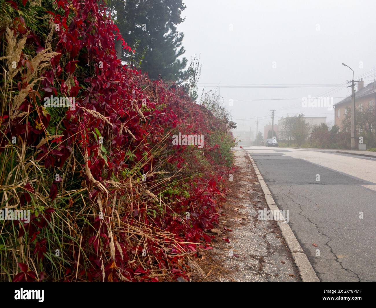 Unkempt pavement with overgrown bush obstructing the walk Stock Photo ...