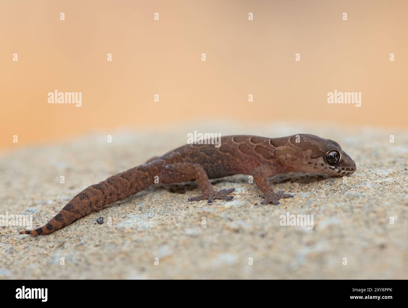 A beautiful Spotted Thick-toed Gecko (Pachydactylus maculatus) on a ...