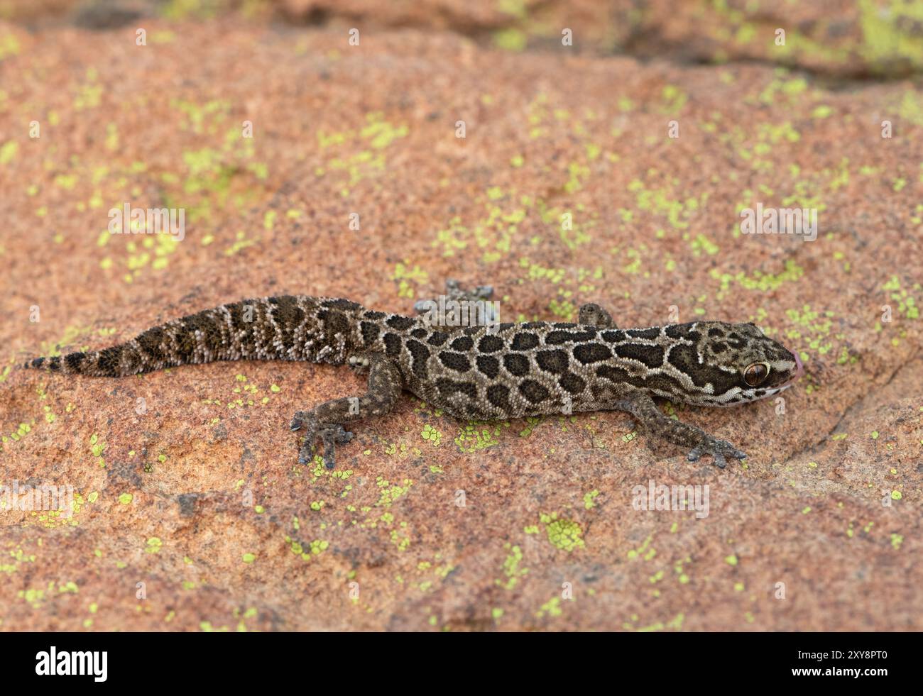 A beautiful Spotted Thick-toed Gecko (Pachydactylus maculatus) on a ...