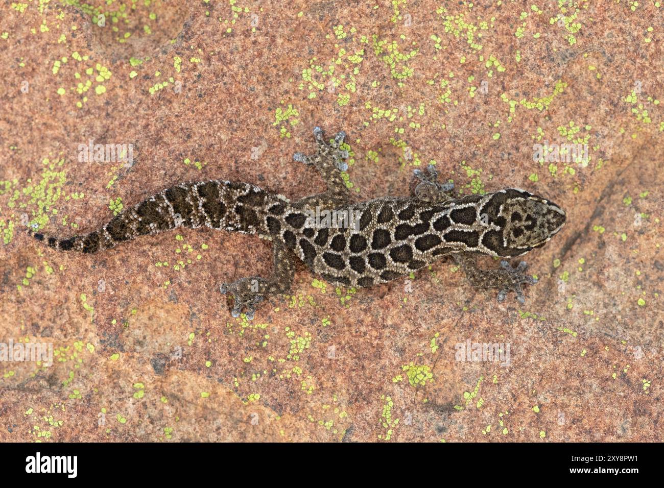 A beautiful Spotted Thick-toed Gecko (Pachydactylus maculatus) on a ...