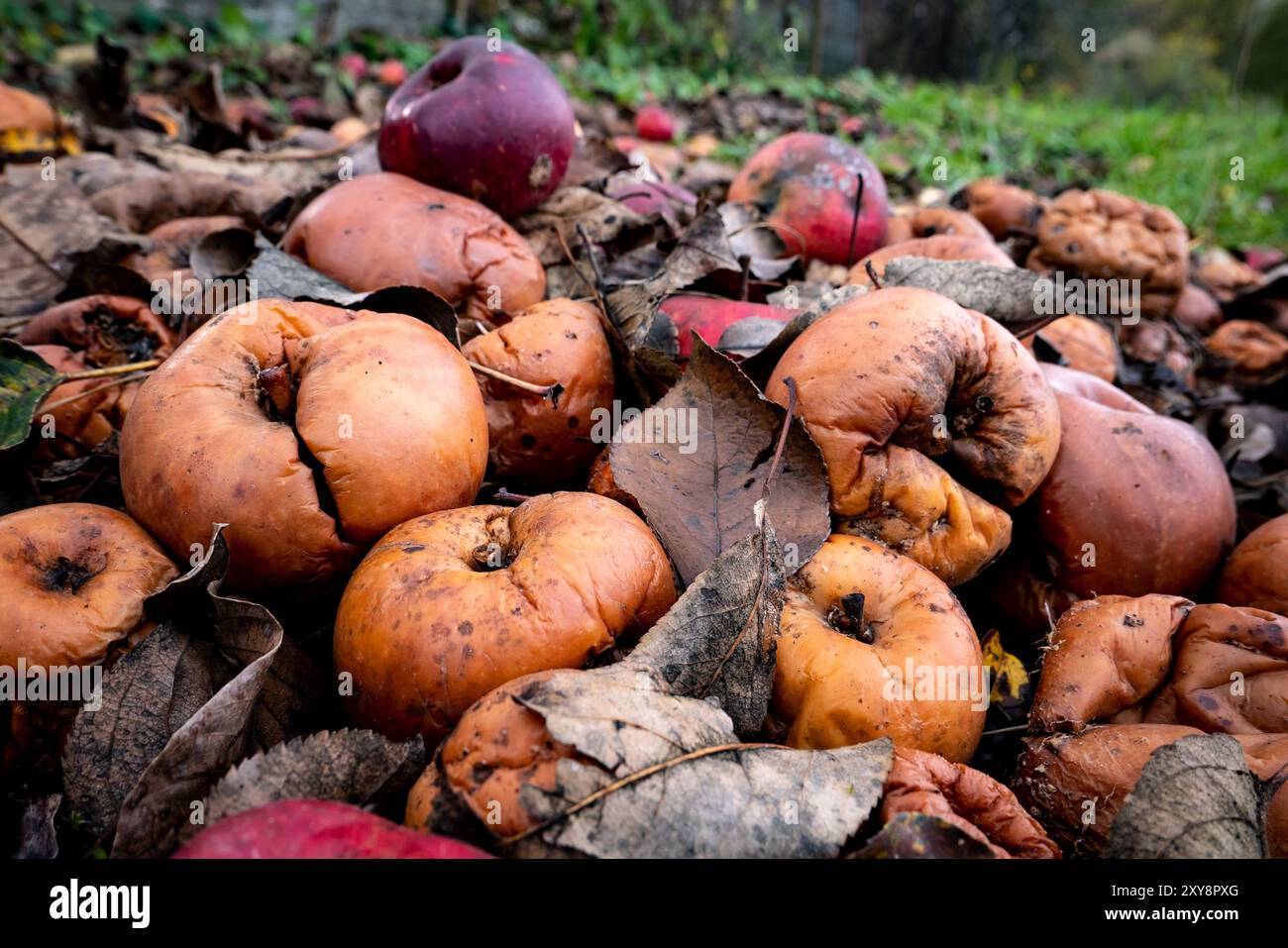 Pile of rotten apples hi-res stock photography and images - Alamy