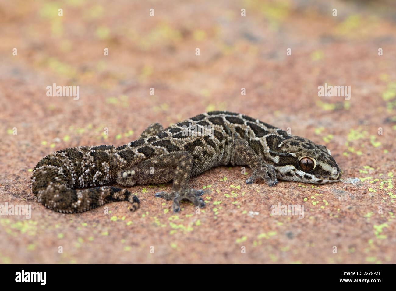 Adorable spotted gecko portrait hi-res stock photography and images - Alamy