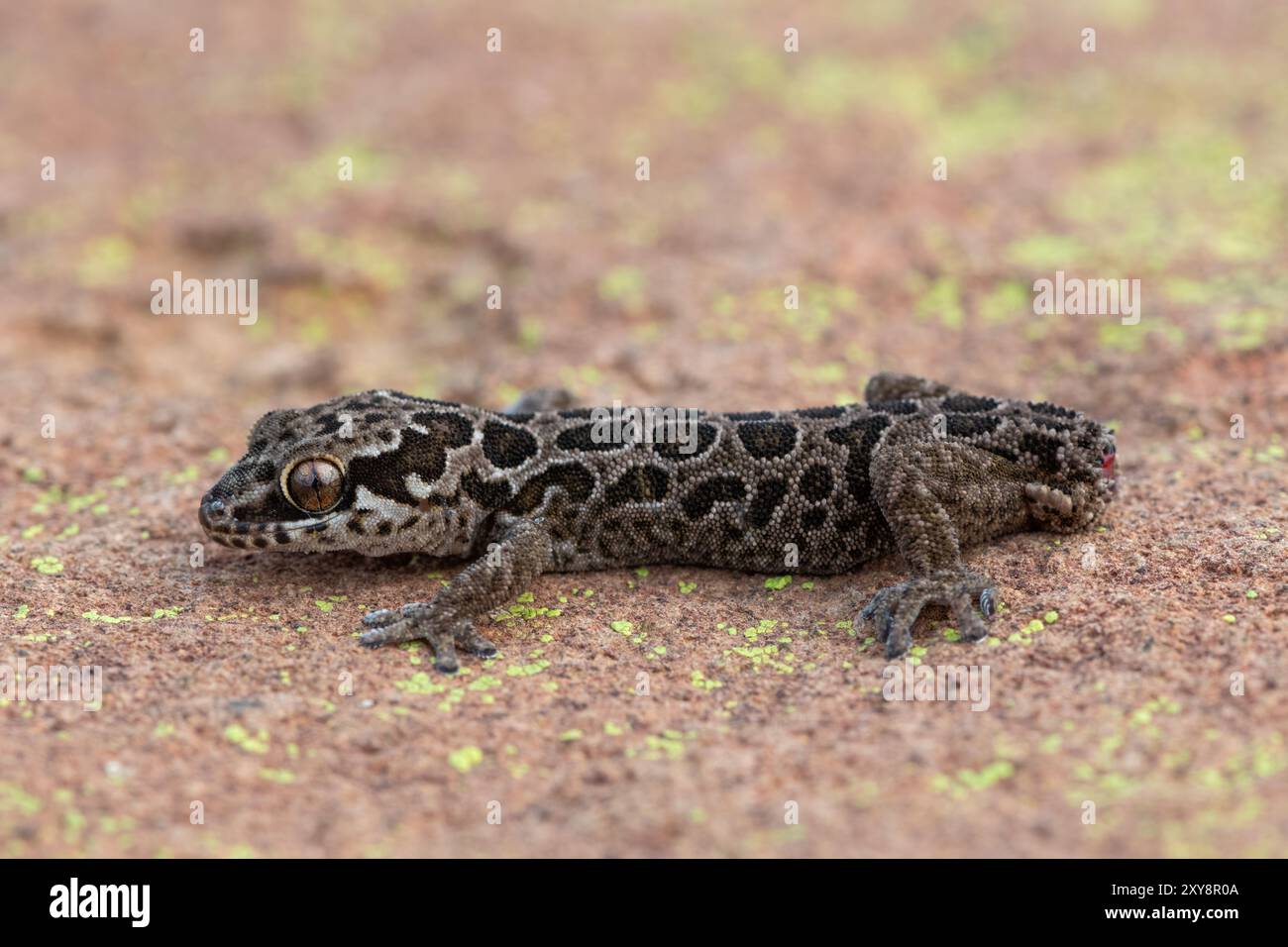A beautiful Spotted Thick-toed Gecko (Pachydactylus maculatus) on a ...