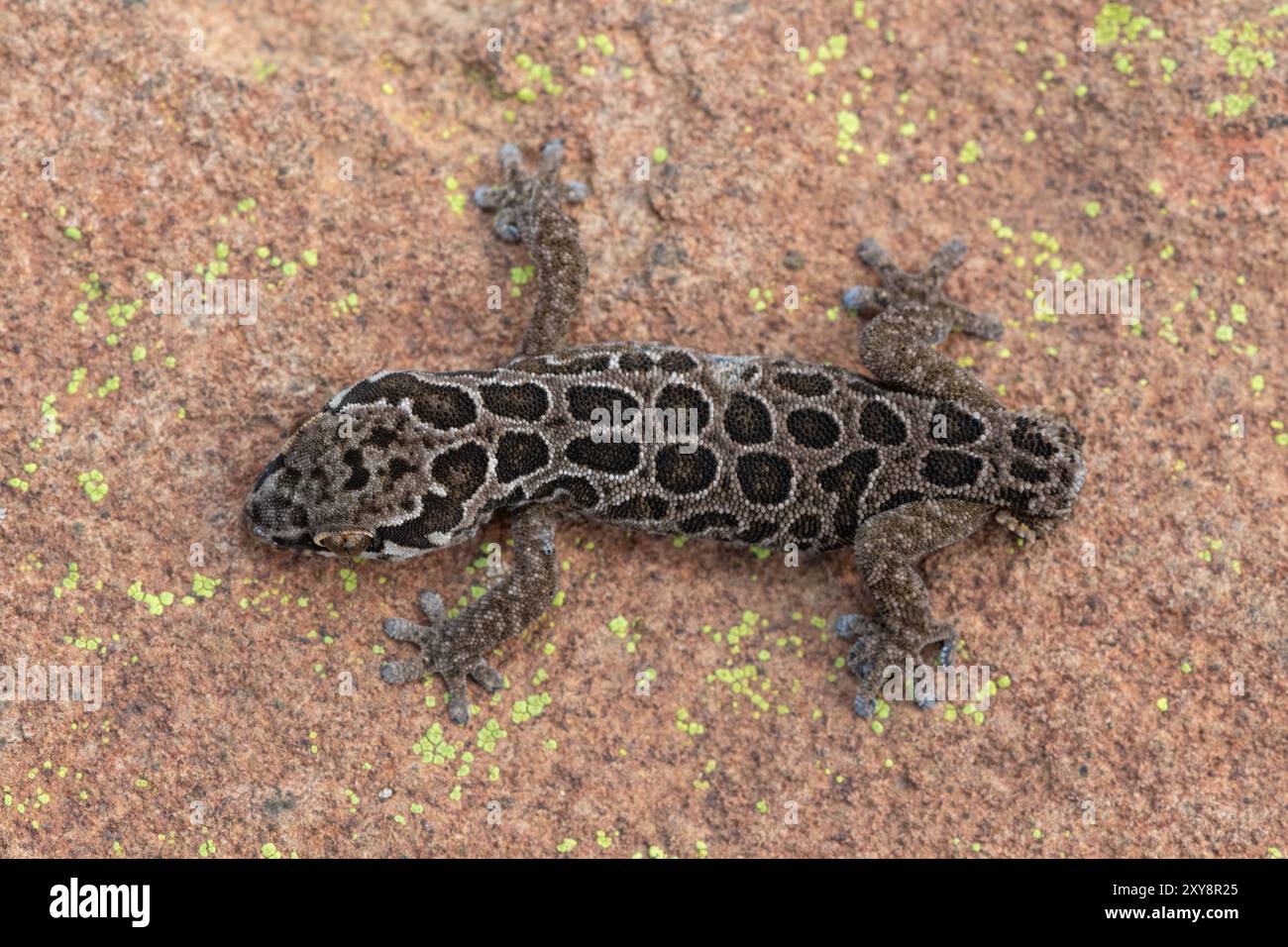 A beautiful Spotted Thick-toed Gecko (Pachydactylus maculatus) on a ...