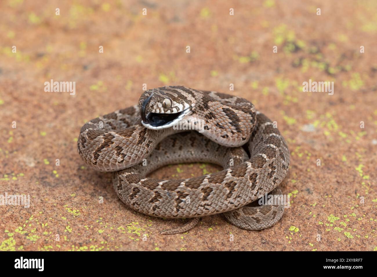 Rhombic egg eater (Dasypeltis scabra), also known as a common egg eater ...