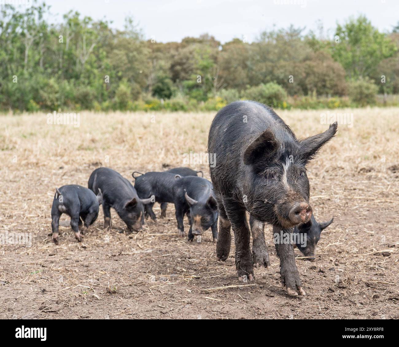Sow walking with piglets hi-res stock photography and images - Alamy
