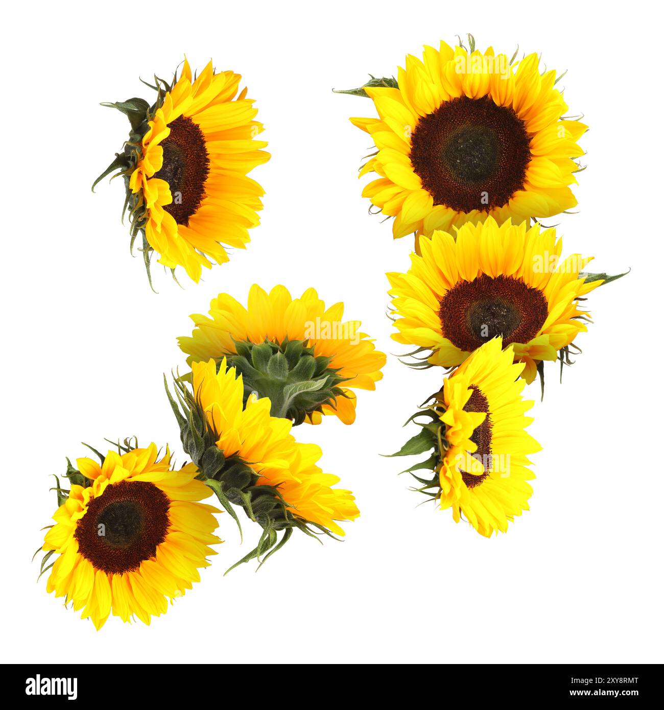 Many vibrant sunflowers falling on white background Stock Photo - Alamy