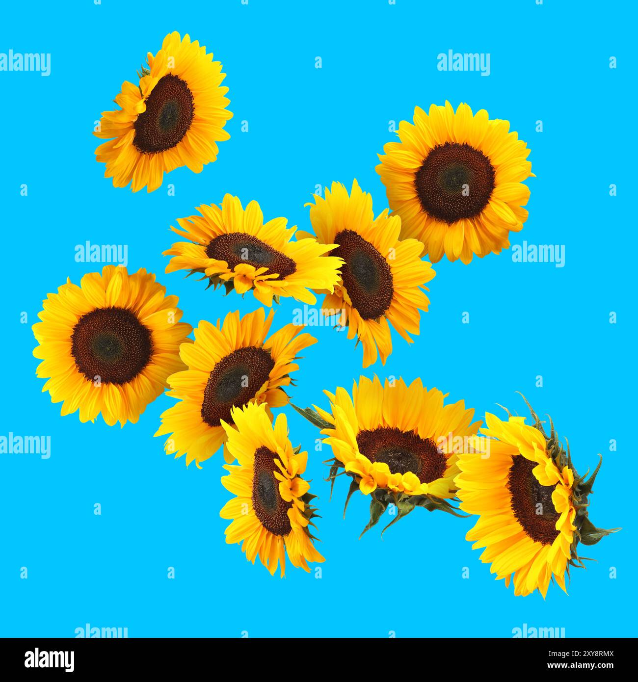 Falling sunflowers hi-res stock photography and images - Alamy
