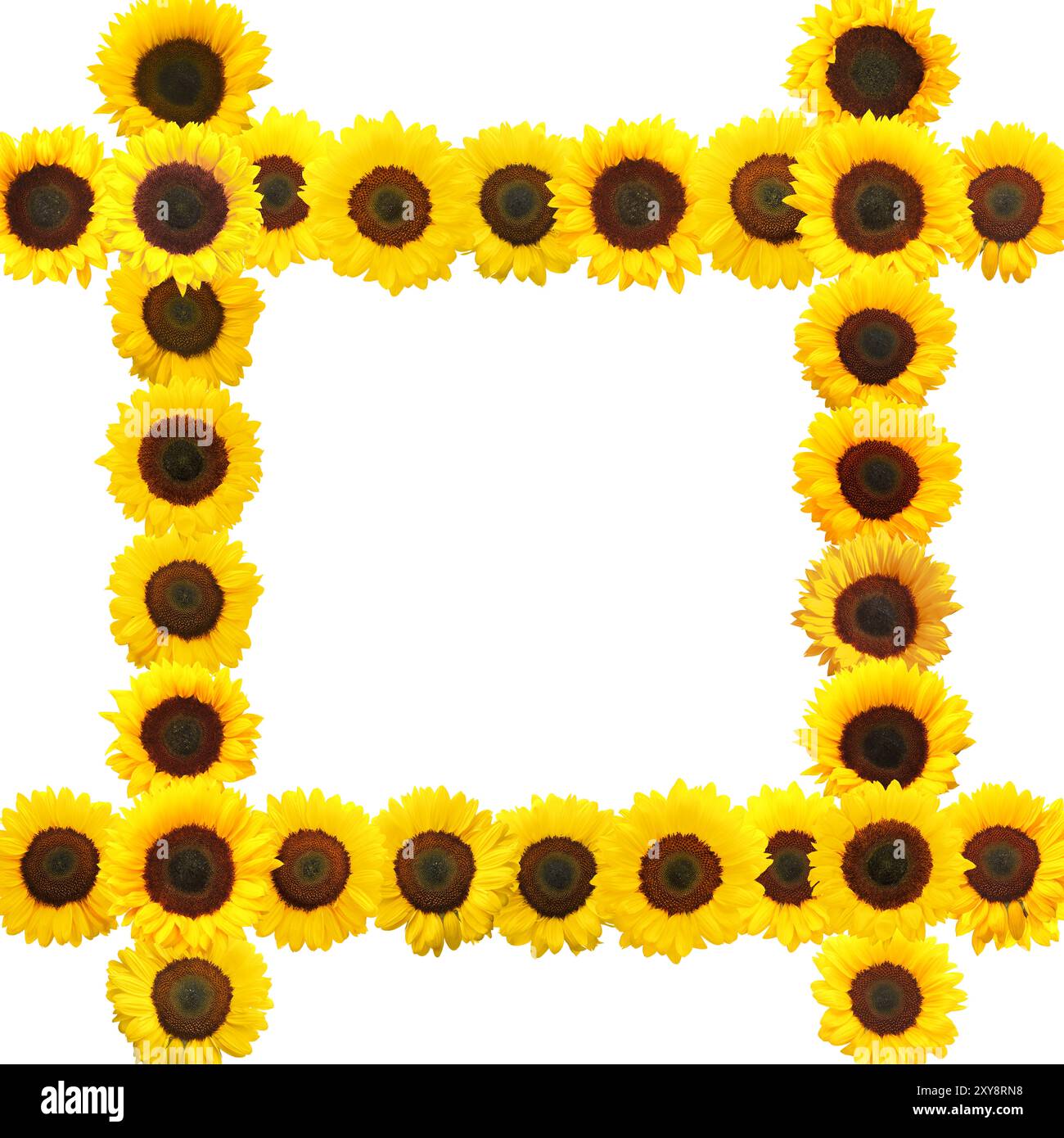 Frame of bright sunflowers on white background, space for text or ...