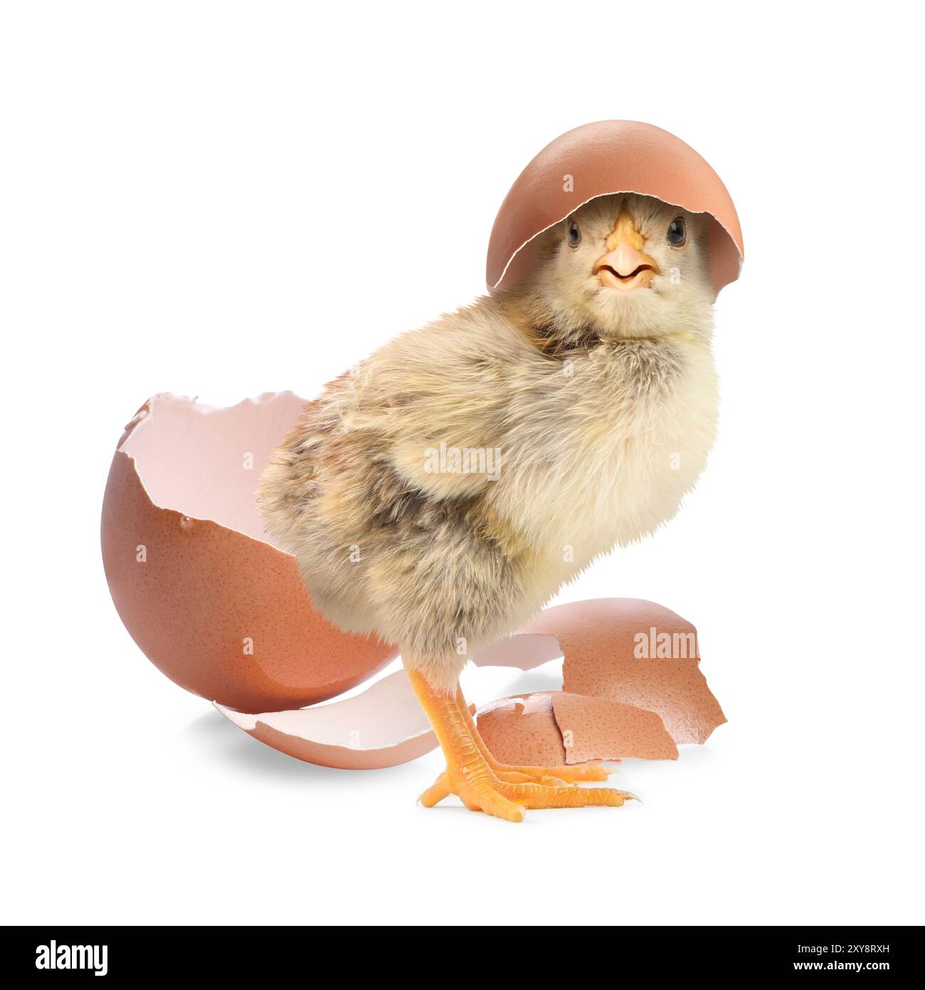 Cute fluffy chick hatched from egg on white background Stock Photo - Alamy