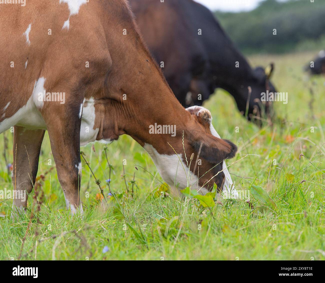 dairy cows grazing herbal ley Stock Photo - Alamy