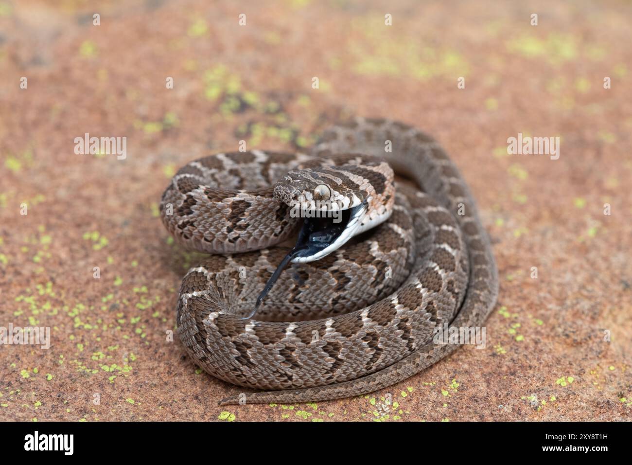 Rhombic egg eater (Dasypeltis scabra), also known as a common egg eater ...