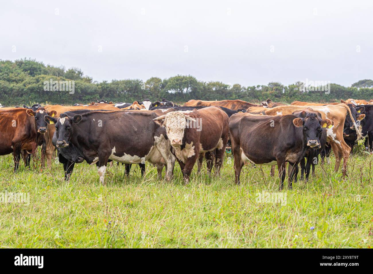 dairy herd with hereford bull running Stock Photo - Alamy