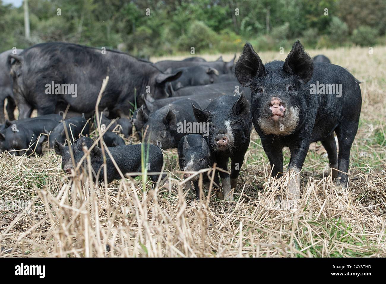 group of black pigs and piglets in stubble field Stock Photo - Alamy
