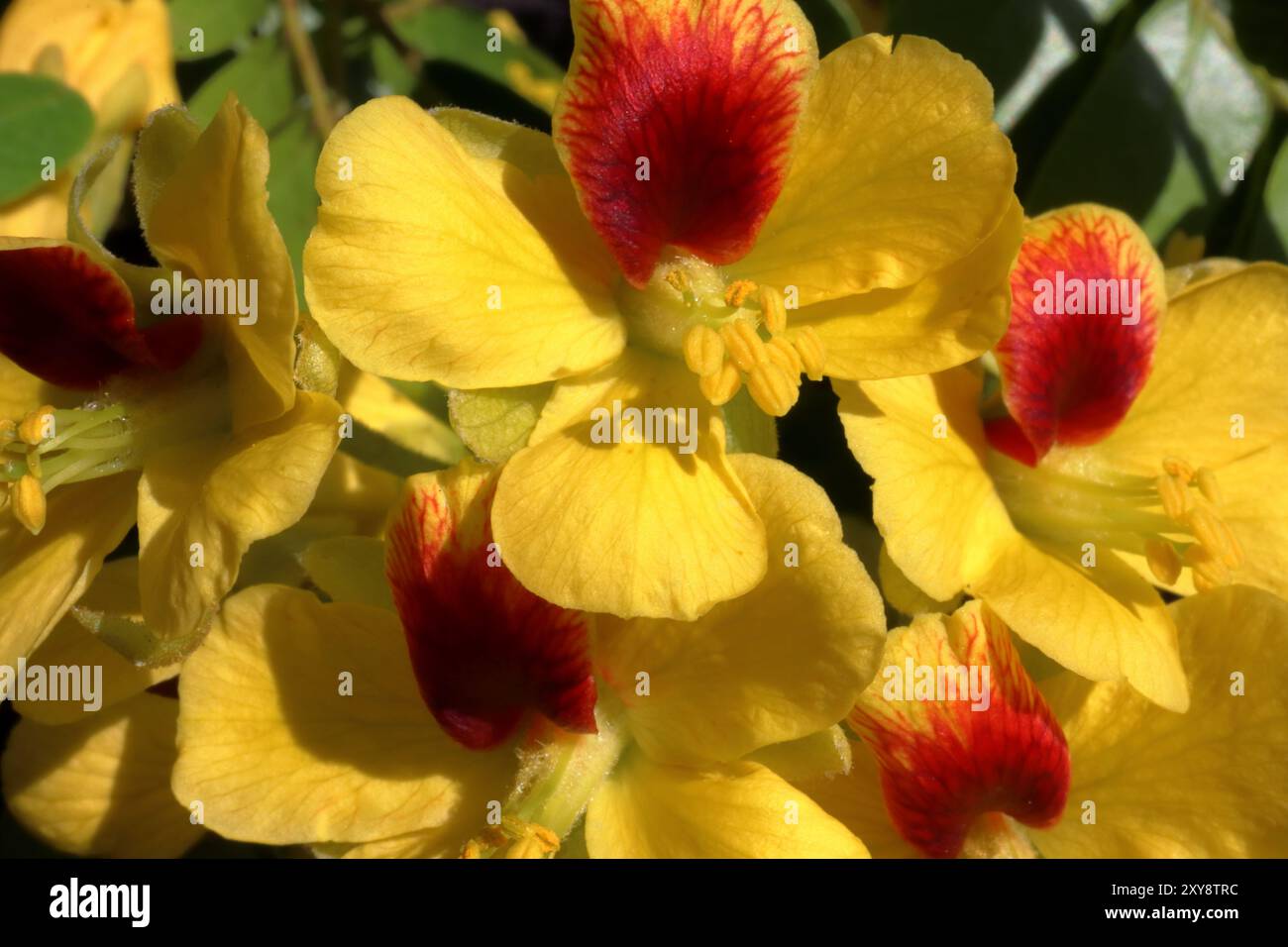 Pau Brazil or Sappan Wood, Caesalpinia enchinata, yellow blooming ...