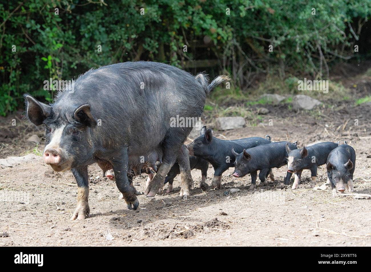 Rare breed Berkshire pig mother leading her piglets Stock Photo - Alamy