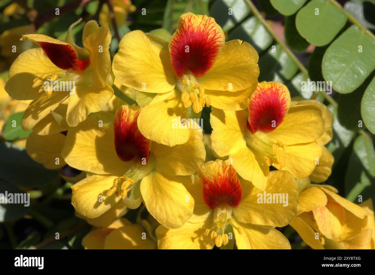 Caesalpinia brasilis hi-res stock photography and images - Alamy