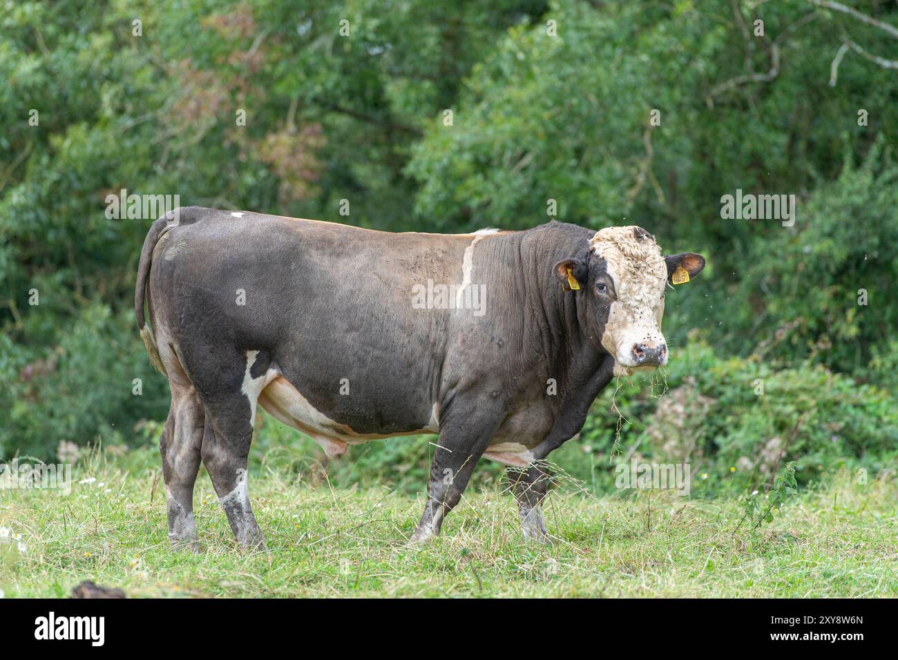 fleckvie bull, in a field Stock Photo - Alamy