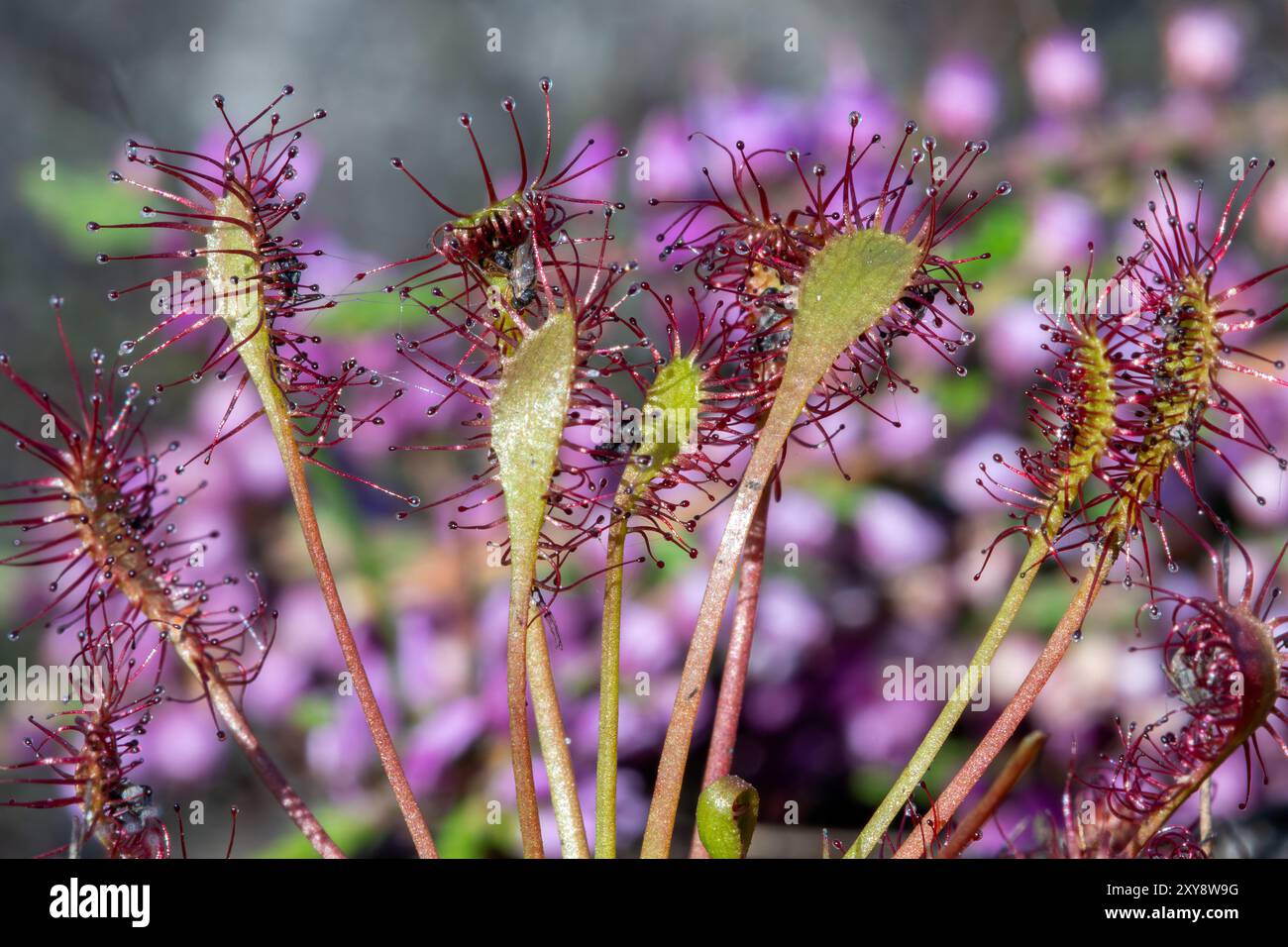 Oblong-leaved sundew / spoonleaf sundew / spatulate leaved sundew ...