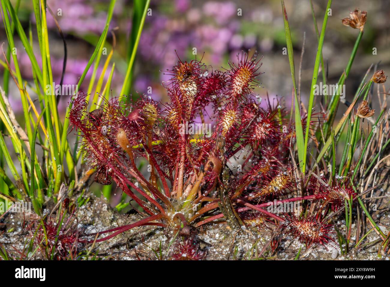 Oblong-leaved sundew / spoonleaf sundew / spatulate leaved sundew ...