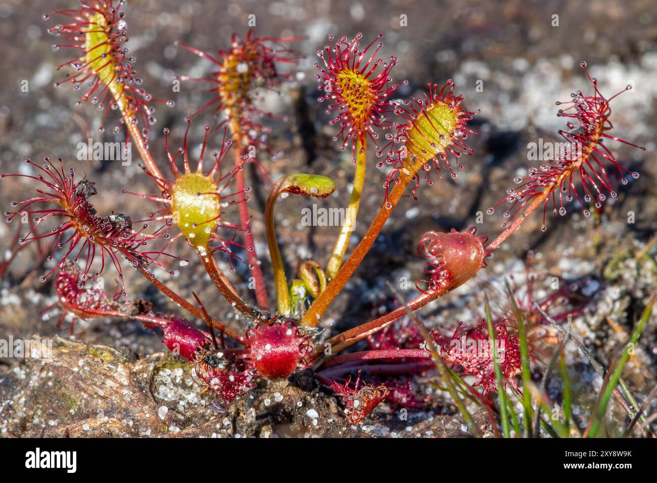 Oblong-leaved sundew / spoonleaf sundew / spatulate leaved sundew ...