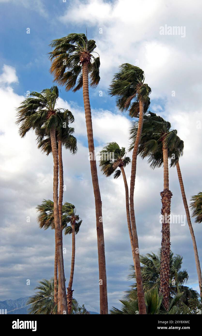 Heavy, wind, desert, storm, weather, windy, palm trees, Palm Springs ...