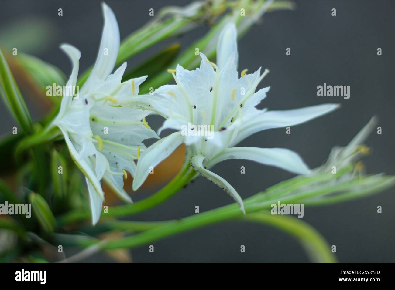 Sand lily or Sea daffodil closeup view. Pancratium maritimum, wild ...