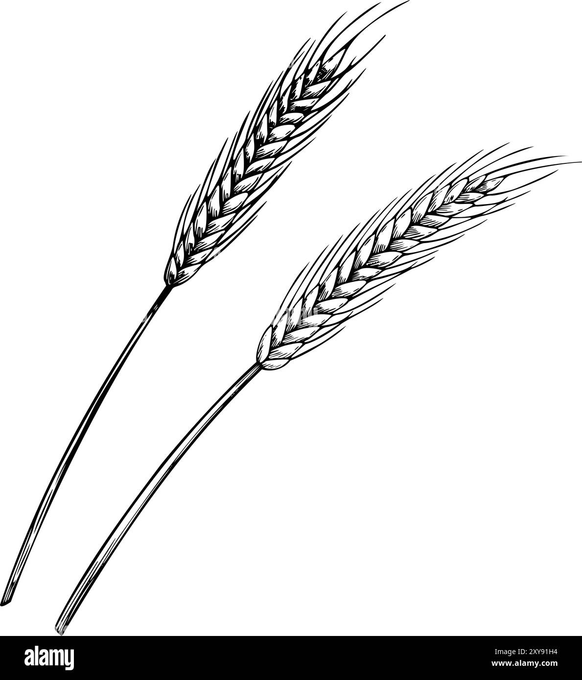 Spikelets of wheat or ray vector illustration in outline style. Drawing ...